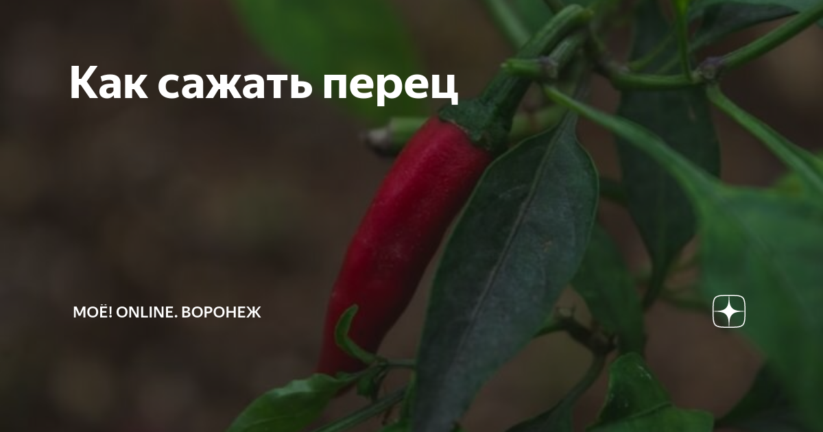 Как сажать перец | МОЁ! Online. Воронеж | Дзен
