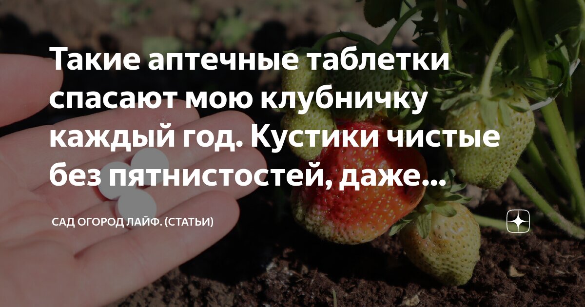Такие аптечные таблетки спасают мою клубничку каждый год. Кустики ...