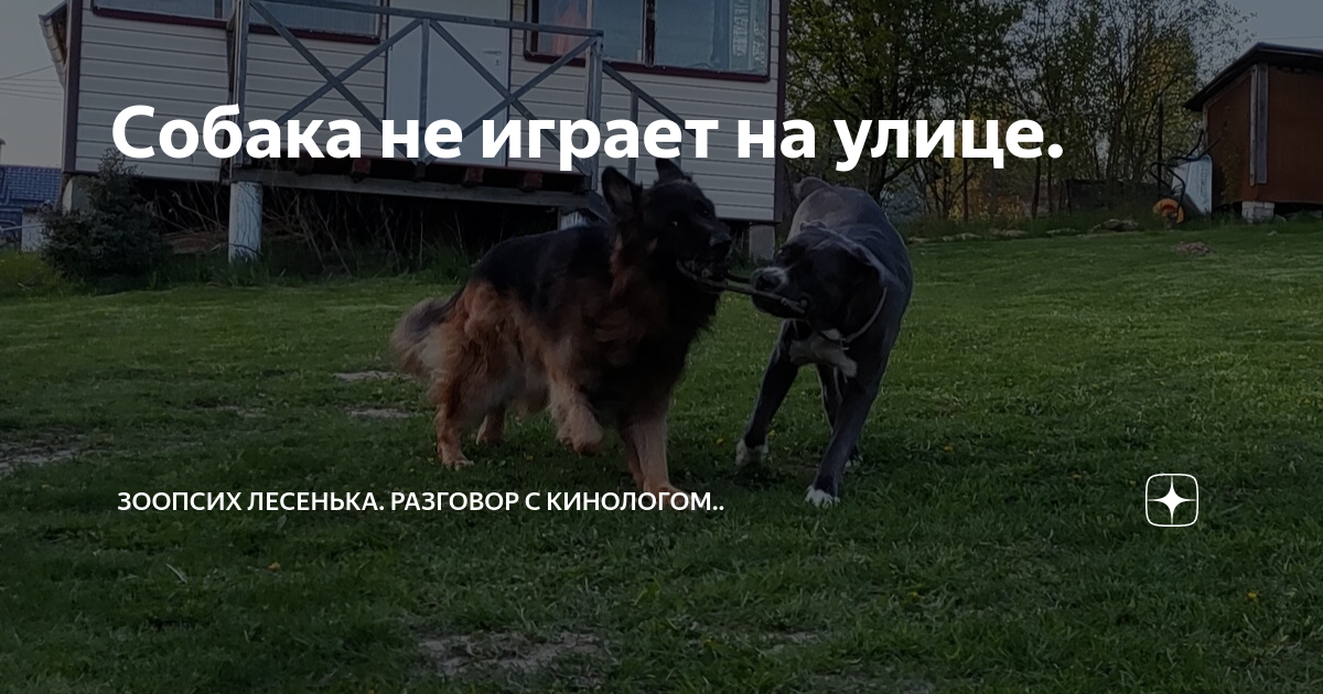 Собака не играет на улице. | Зоопсих Лесенька. Разговор с кинологом ...