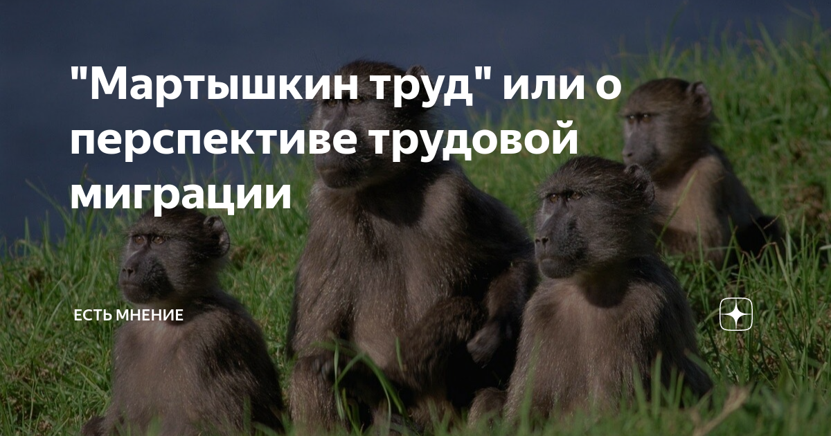 "Мартышкин труд" или о перспективе трудовой миграции | Есть мнение | Дзен