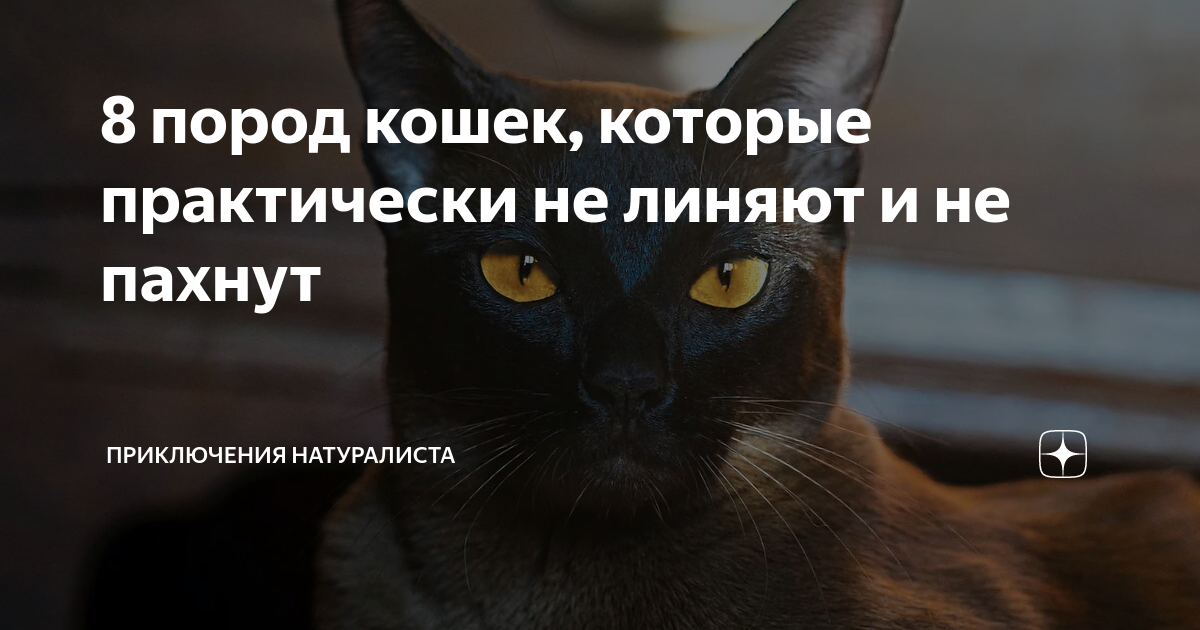 8 пород кошек которые практически не линяют и не пахнут Приключения