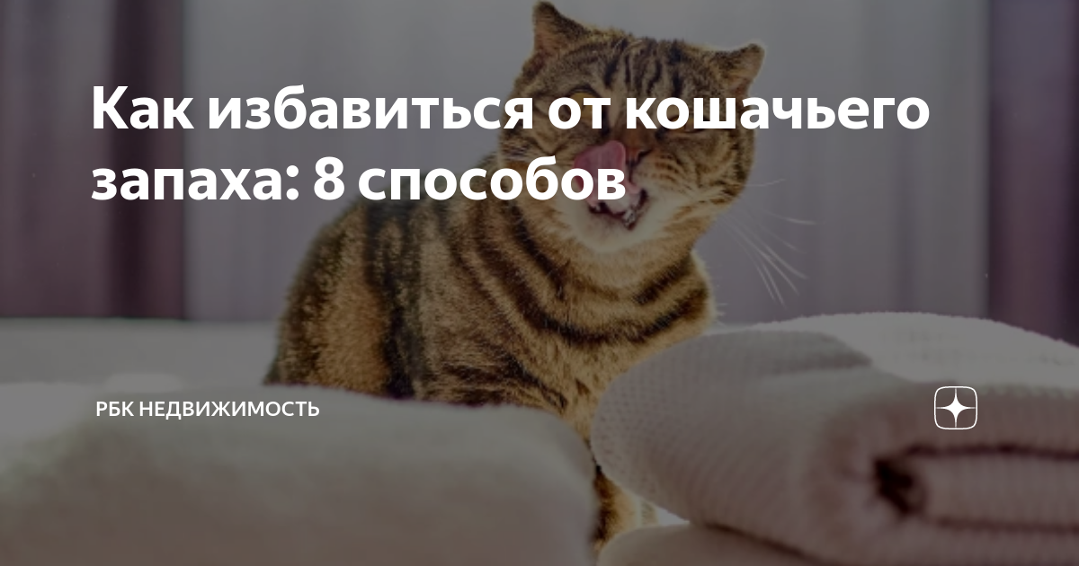 Как избавиться от кошачьего запаха: 8 способов | РБК Недвижимость | Дзен