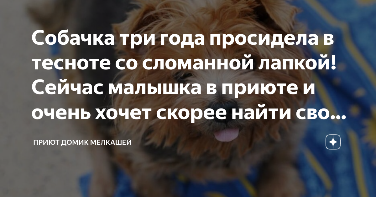 Собачка три года просидела в тесноте со сломанной лапкой! Сейчас ...