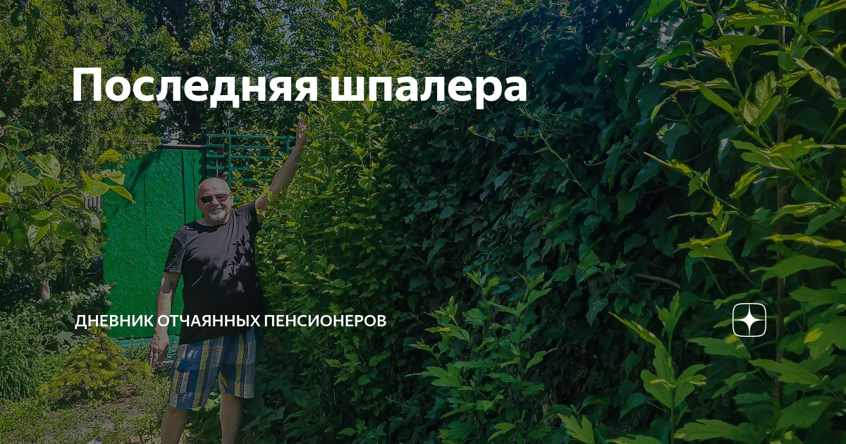 Последняя шпалера | Дневник отчаянных пенсионеров | Дзен
