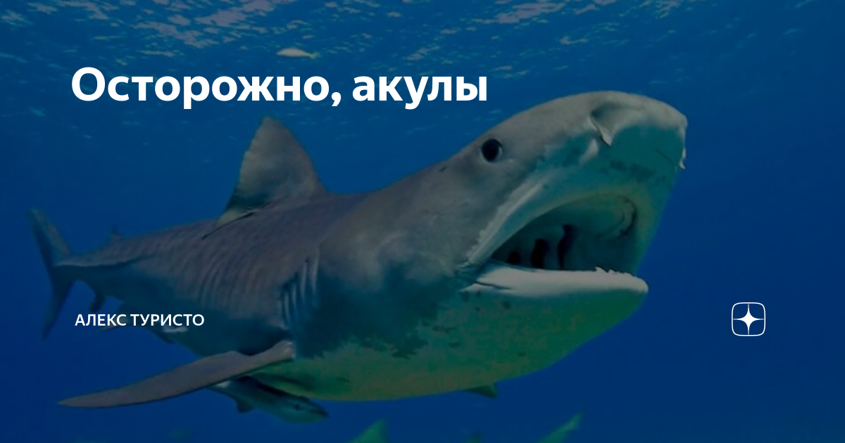 Осторожно, акулы | Алекс Туристо | Дзен