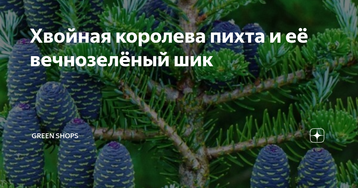 Хвойная королева пихта и её вечнозелёный шик | GREEN SHOPS | Дзен