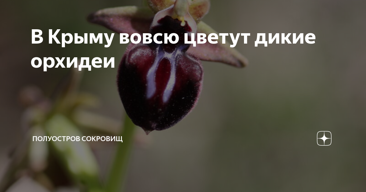 В Крыму вовсю цветут дикие орхидеи | Крым - Полуостров сокровищ | Дзен