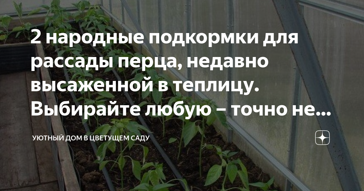 2 народные подкормки для рассады перца, недавно высаженной в теплицу ...