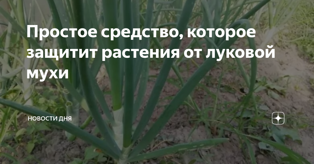 Простое средство, которое защитит растения от луковой мухи | Интересное ...