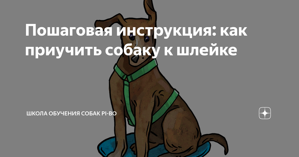 Пошаговая инструкция: как приучить собаку к шлейке | Школа обучения ...