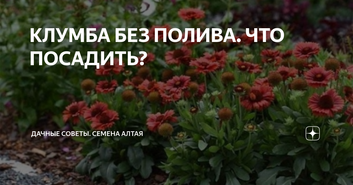 КЛУМБА БЕЗ ПОЛИВА ЧТО ПОСАДИТЬ Семена Алтая Дачные советы от