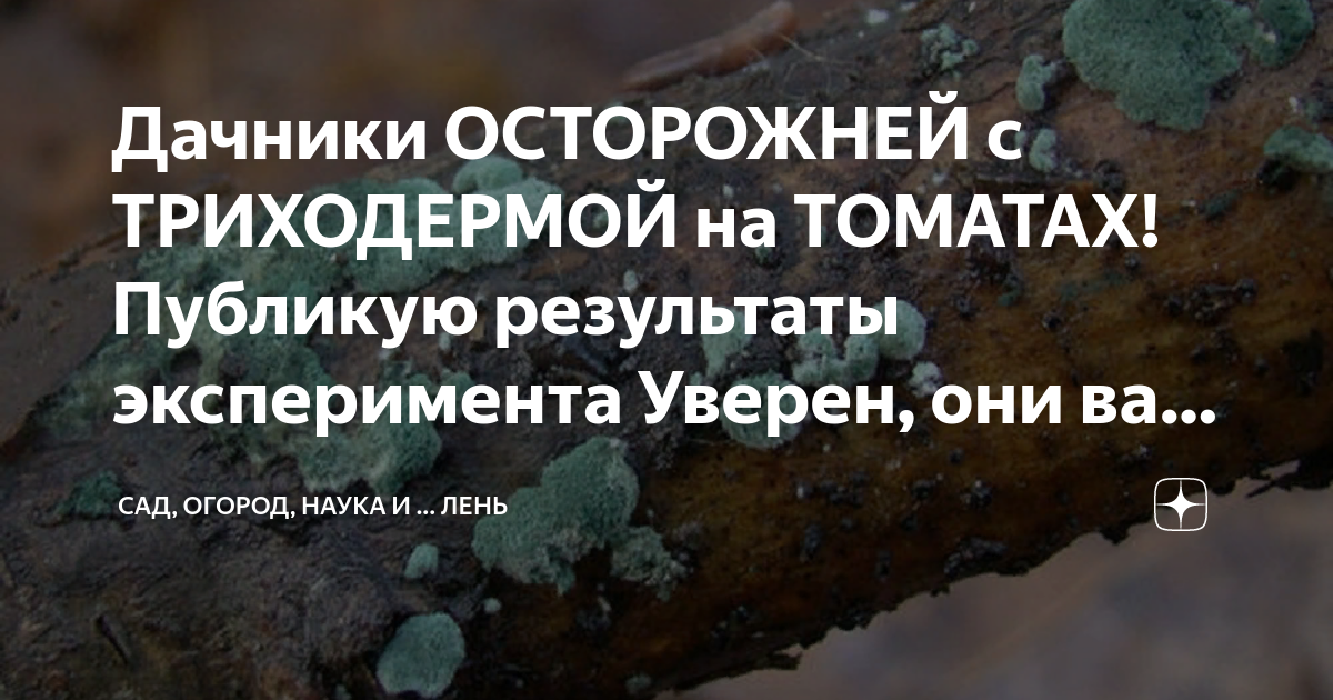 Дачники ОСТОРОЖНЕЙ с ТРИХОДЕРМОЙ на ТОМАТАХ! Публикую результаты ...