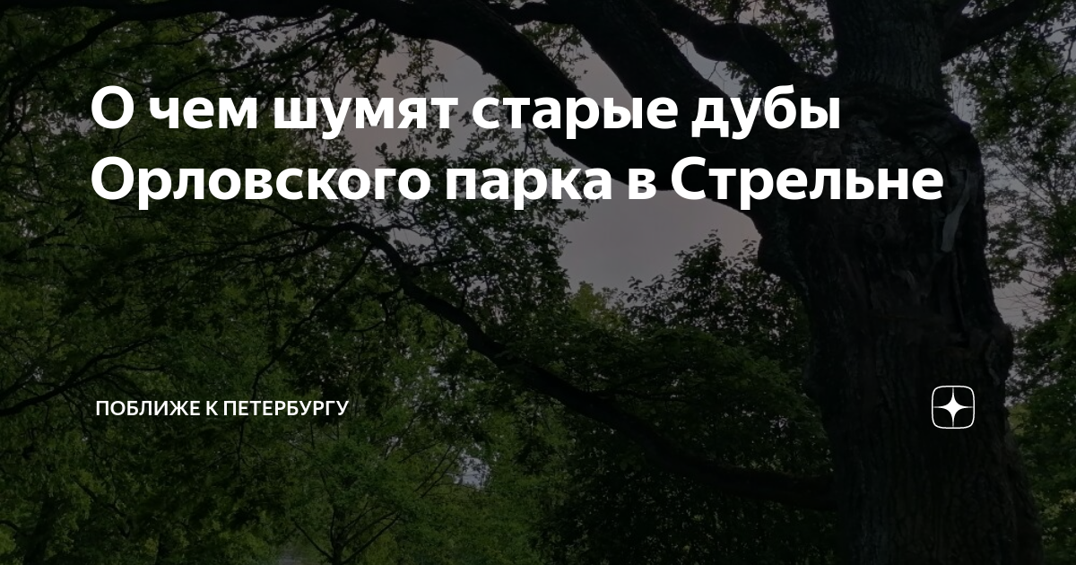 О чем шумят старые дубы Орловского парка в Стрельне | Поближе к ...