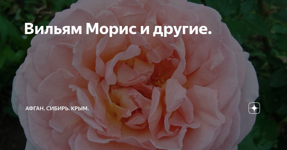 Вильям Морис и другие. | Афган. Сибирь. Крым. | Дзен