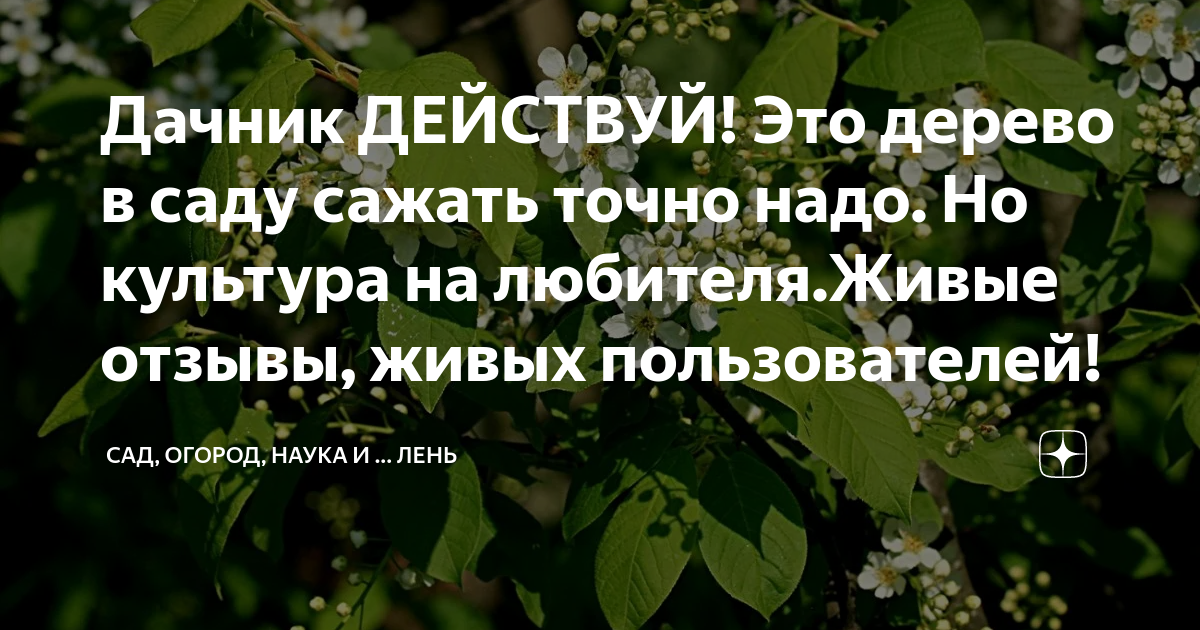 Дачник ДЕЙСТВУЙ! Это дерево в саду сажать точно надо. Но культура на ...