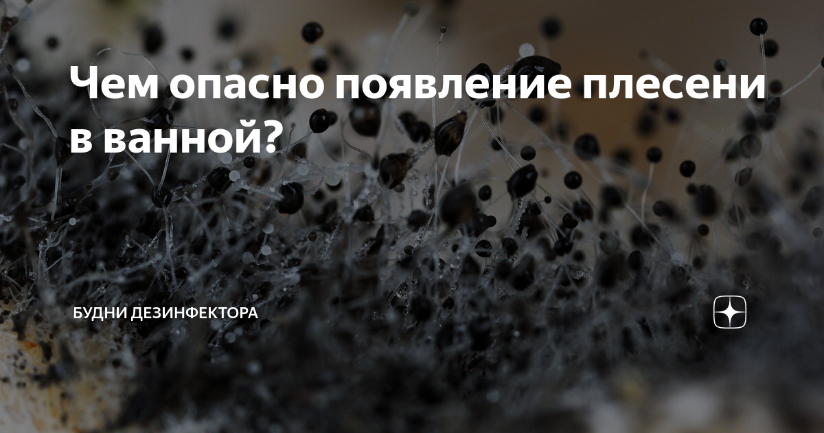 Чем опасно появление плесени в ванной? | Будни дезинфектора | Дзен
