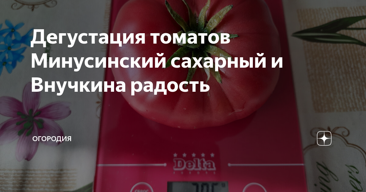 Дегустация томатов Минусинский сахарный и Внучкина радость | ОГОРОДиЯ ...
