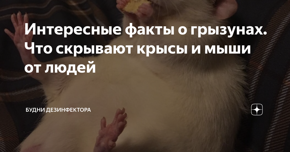 Интересные факты о грызунах. Что скрывают крысы и мыши от людей | Будни ...