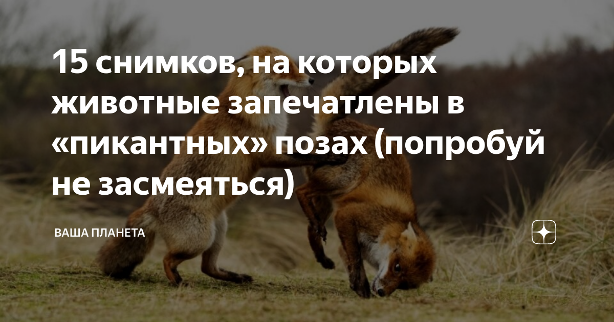 15 снимков, на которых животные запечатлены в «пикантных» позах ...