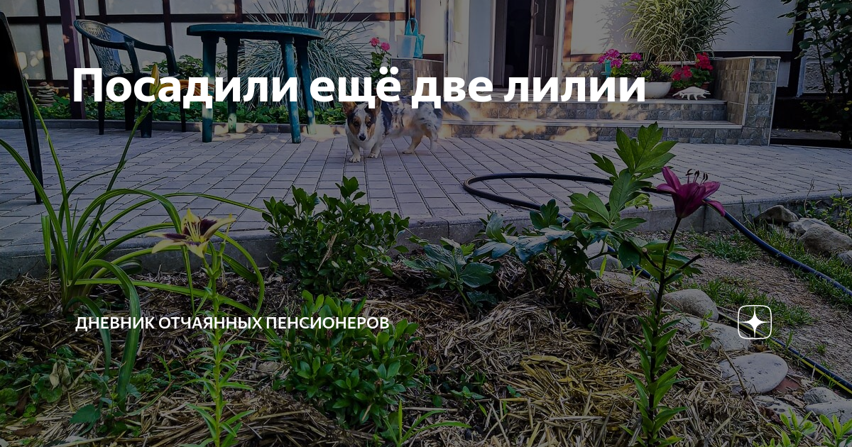 Посадили ещё две лилии | Дневник отчаянных пенсионеров | Дзен