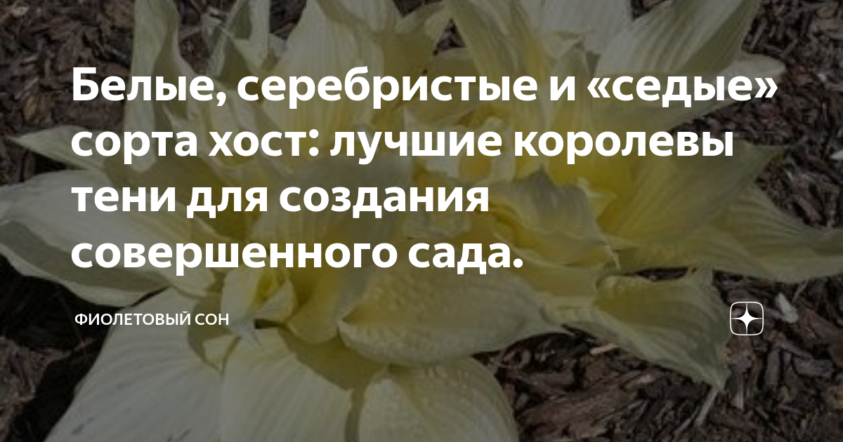 Белые, серебристые и «седые» сорта хост: лучшие королевы тени для ...