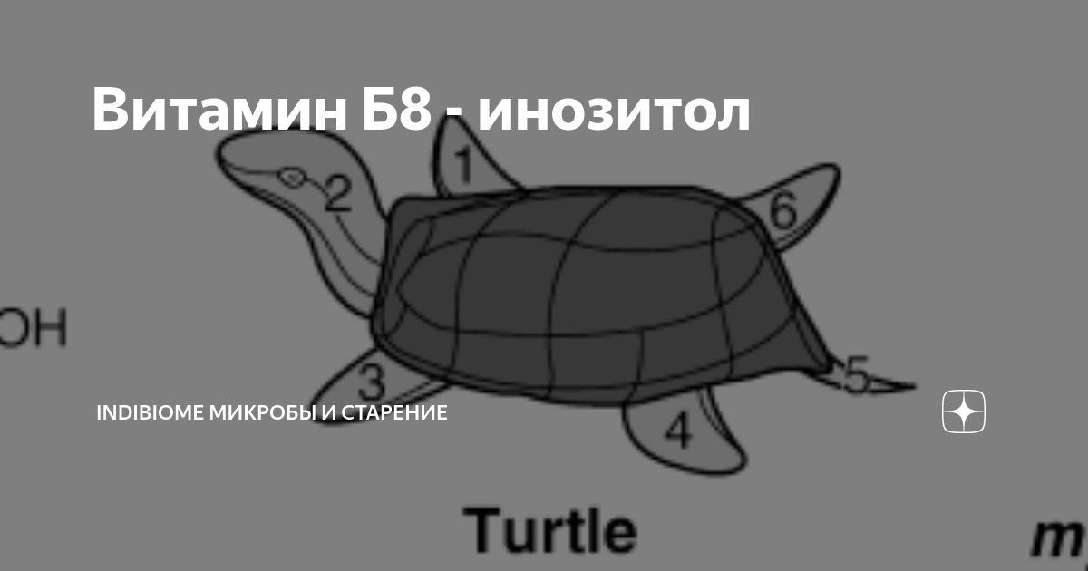 Витамин Б8 - инозитол | Indibiome микробы и старение | Дзен