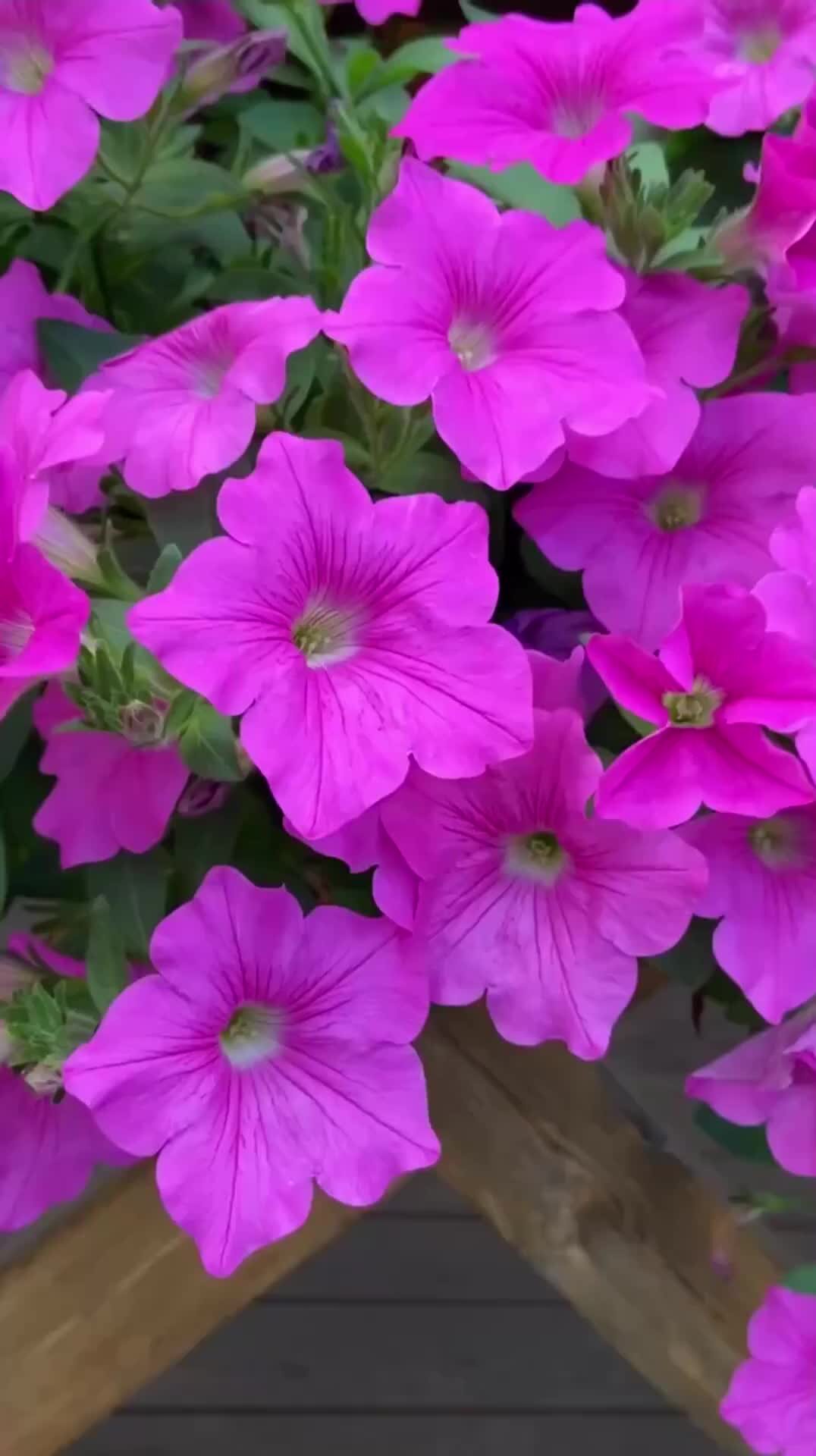 Светлая дача | Петуния Вейв пинк | WAVE Pink #светлаядача #петуния # ...