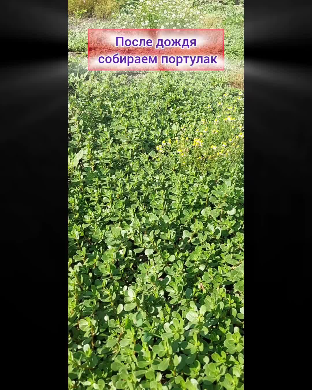 Салат из травы у нас под ногами | Массаж и здоровье+Садоводство | Дзен