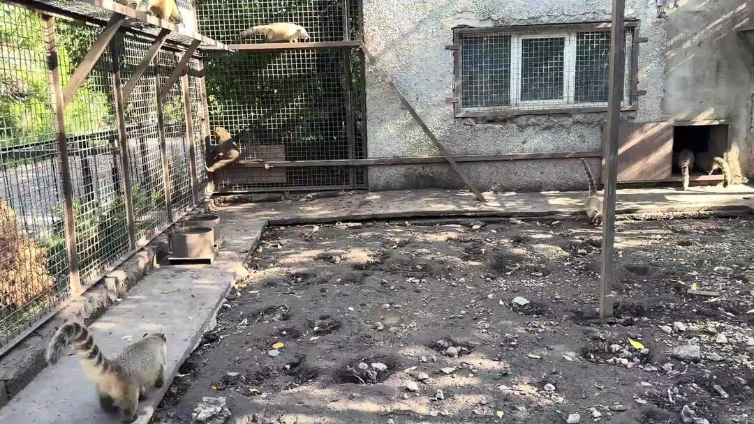 ПРОДОЛЖЕНИЕ как Люська ОТТЯГИВАЕТ Степку за хвост и лапки а он СХВАТИЛ