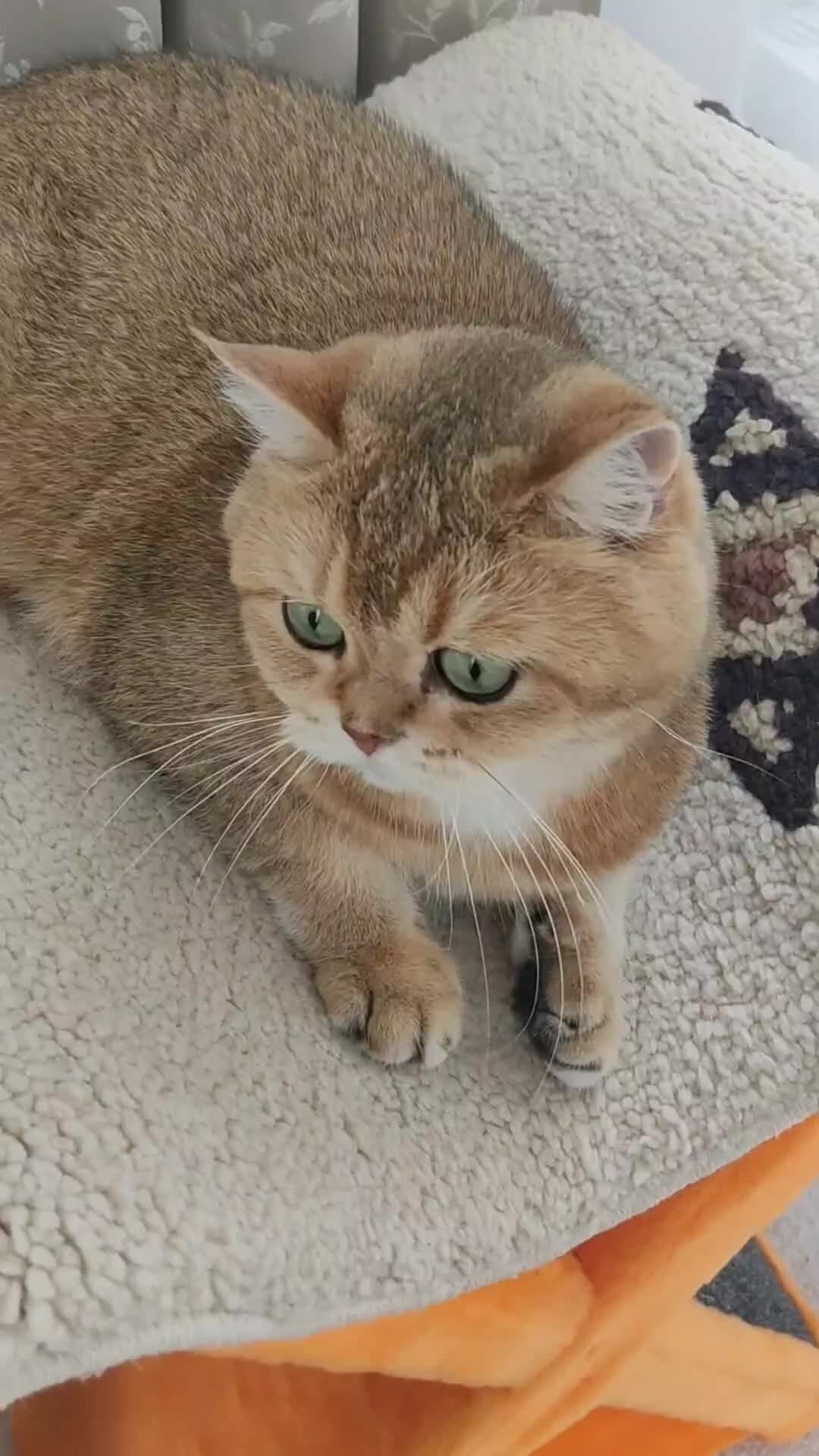 Шотландский золотой кот Тоша | Хозяйственный кот 🐱#котики #смешныекоты ...