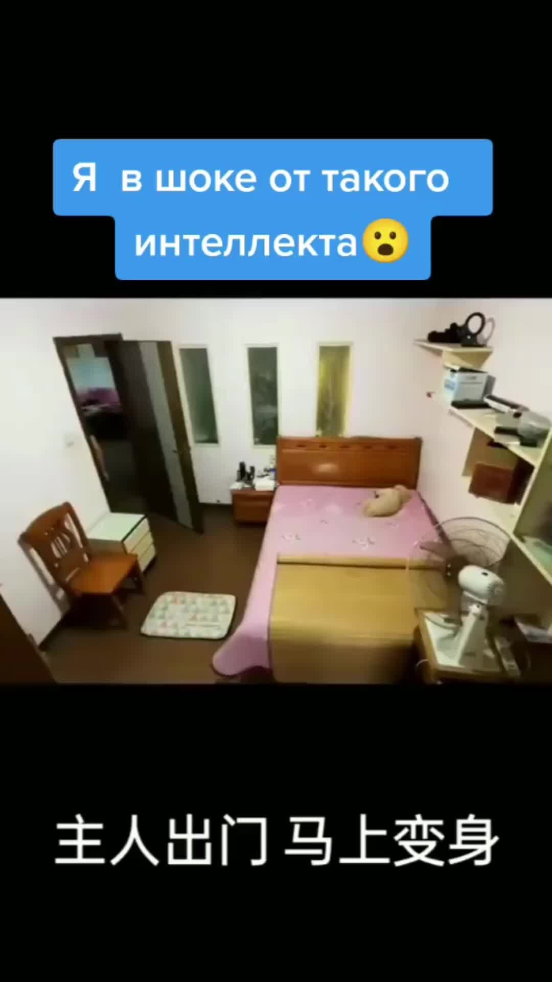 Прикольно TV | Приколы с собаками, смешные моменты из жизни собак ...