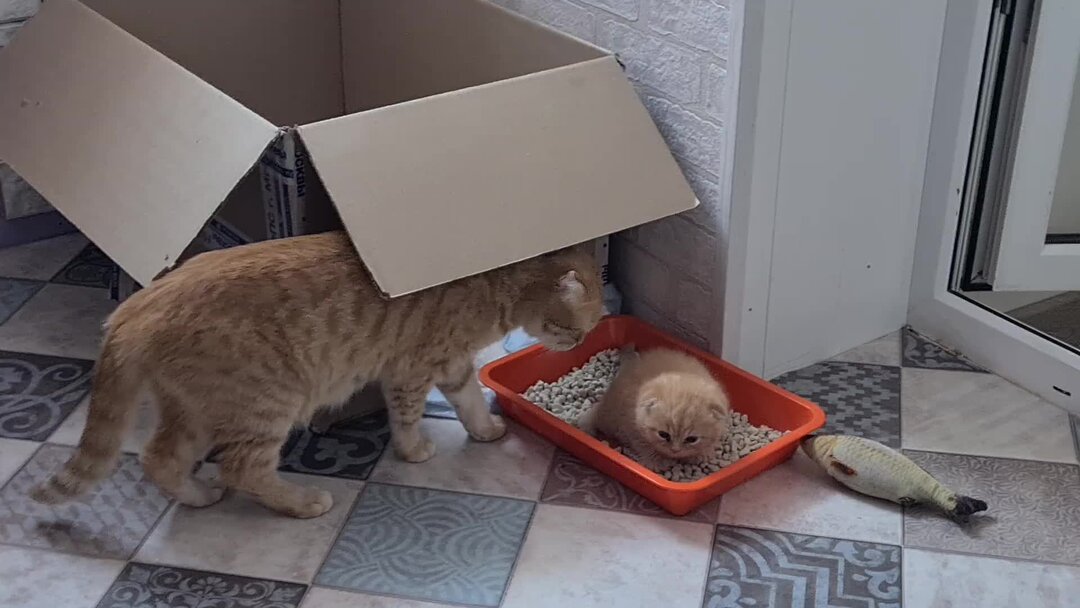 Первый раз на лоток! Маленький котенок приучается к лотку кошка Фокси ...