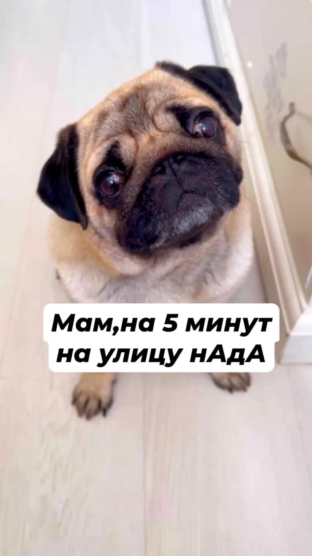 МОПС ЖЖ и ЕГО СЕМЬЯ Откроем большой секрет ЖЖ с возрастом становится всё привередливее А