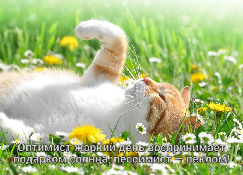 Дети солнца. Очаровательная фотоподборка котиков на солнышке | Жизнь ...