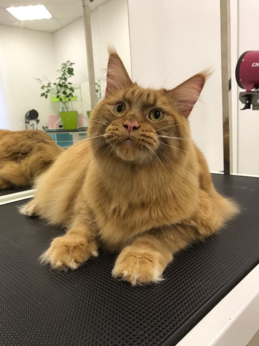 Мейн-куны. Шерсть в жкт, безоары. Что можно сделать для профилактики ...