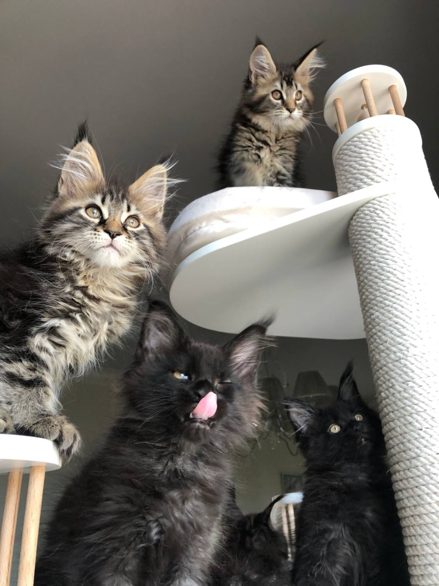 Мейн-куны. Шерсть в жкт, безоары. Что можно сделать для профилактики ...