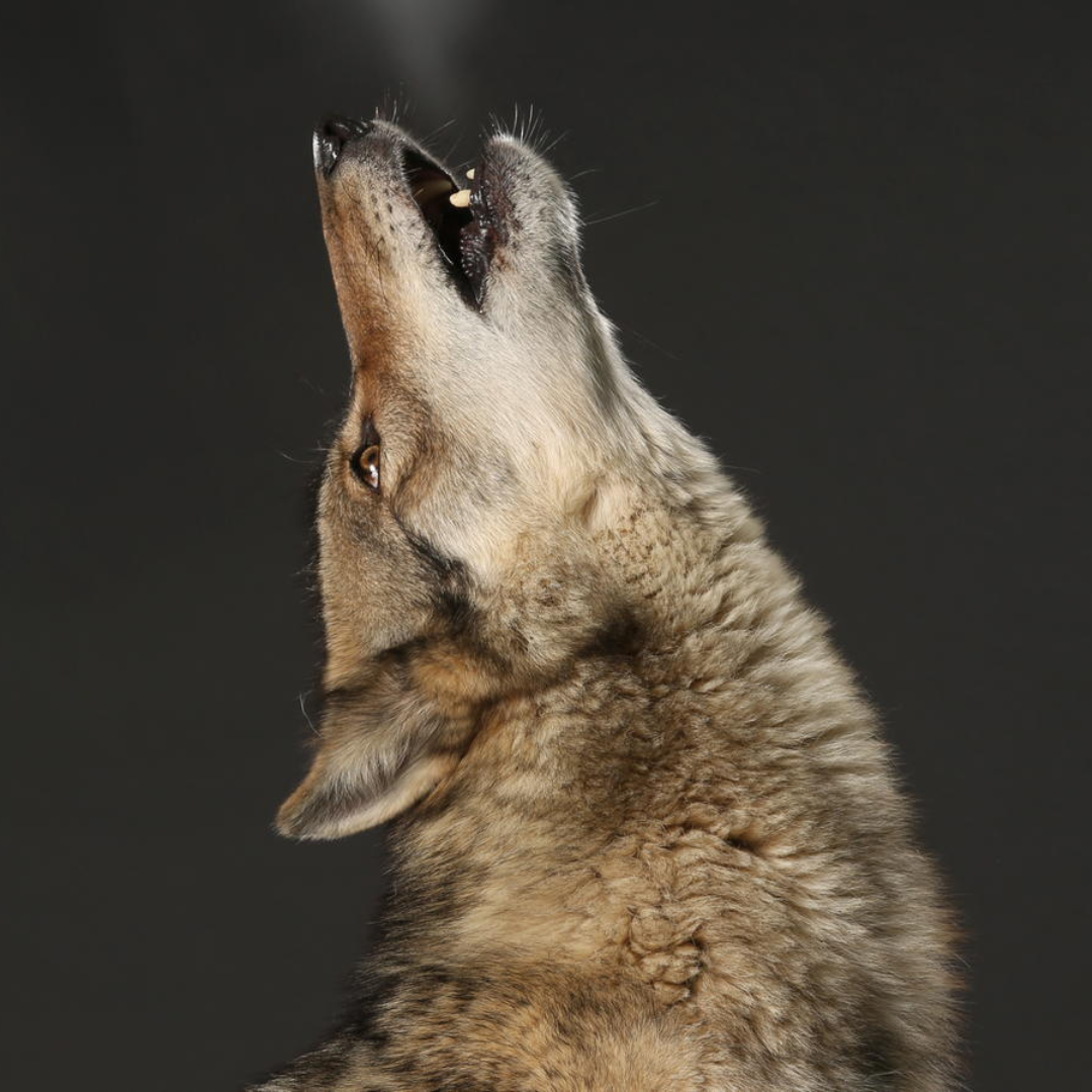 Подборка статей про охоту на волка и на косулю с манком | Русский ...