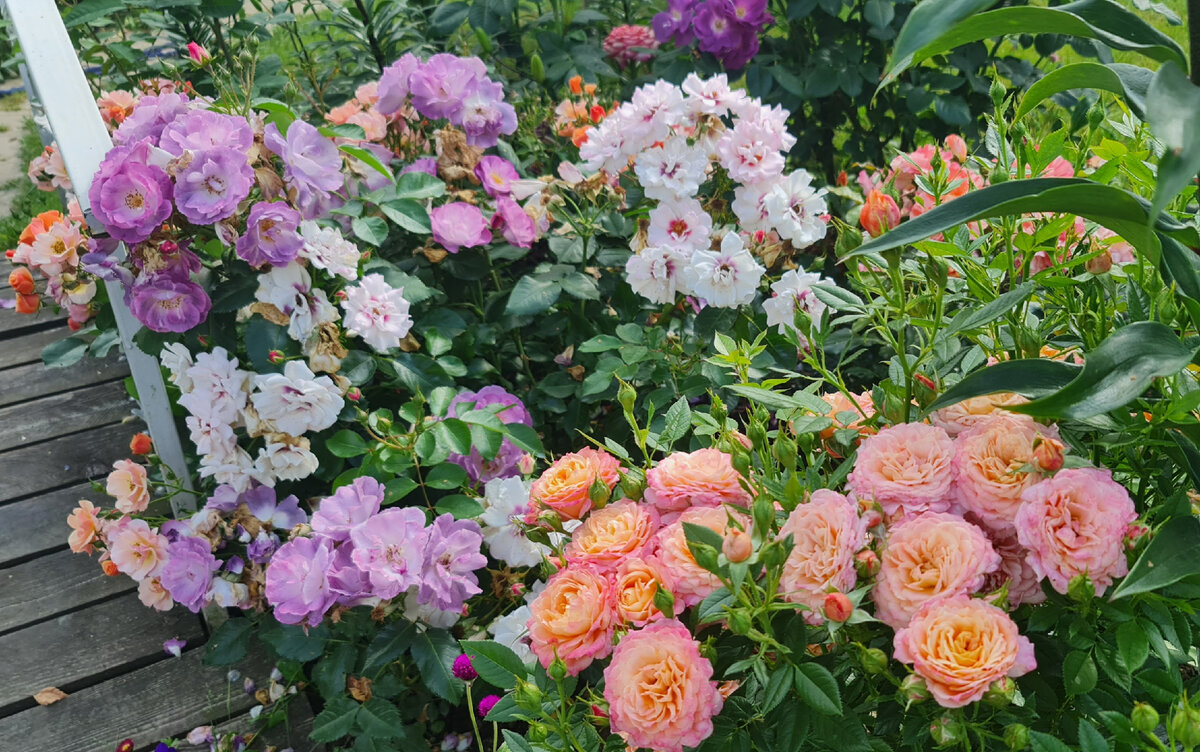 Уход за розами в конце мая. Пора давать "Взрыватель цветения" | Юлия 🌸 ...