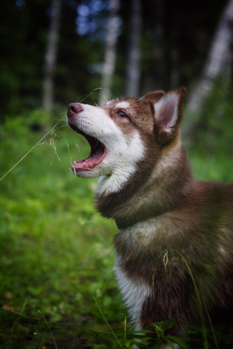 Хагрид - спасенный щенок хаски со взглядом человека🧡. Любить, кормить и ...