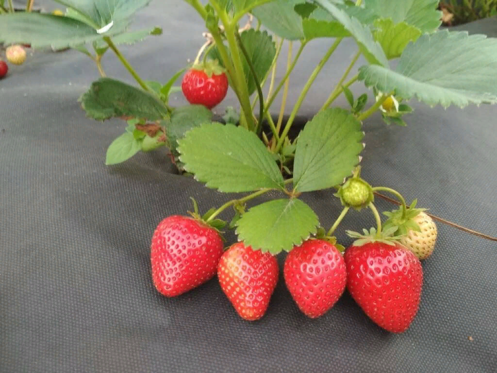Вот он СТРАННЫЙ но рабочий способ омоложения кустов Земляники , она же ...