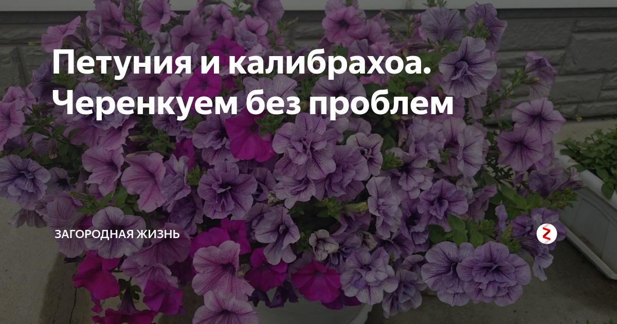 Петуния и калибрахоа. Черенкуем без проблем | ЗАГОРОДНАЯ ЖИЗНЬ | Дзен