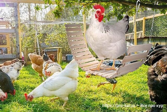 Игрушки для кур от скуки – обязательные и желательные ⛳🐔 | Курочка | Дзен