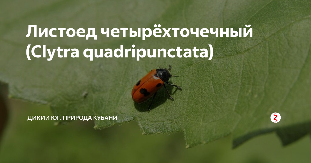 Листоед четырёхточечный (Clytra quadripunctata) | Дикий Юг - природа ...