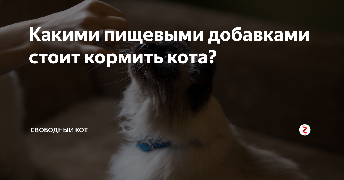 Какими пищевыми добавками стоит кормить кота? | Свободный кот | Дзен