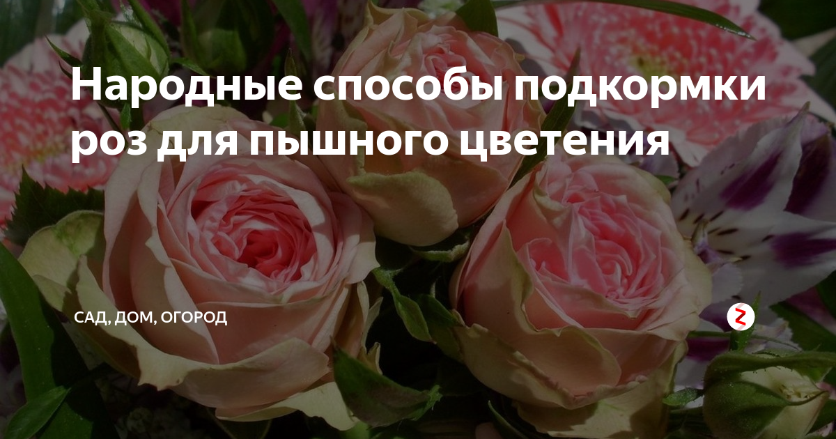 Народные способы подкормки роз для пышного цветения | Сад, дом, огород ...