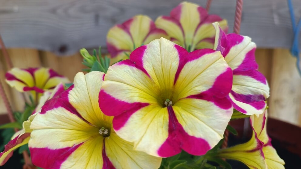 Обзор петунии Amore Queen of heart. | GardenStyleNN- питомник ...