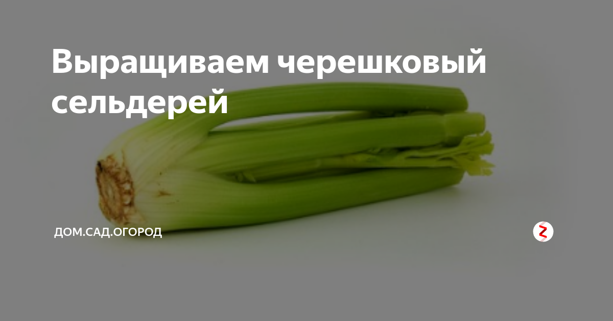 Выращиваем черешковый сельдерей | ДОМ.САД.ОГОРОД | Дзен