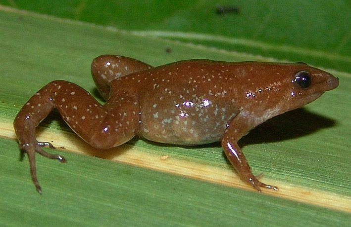 История удивительной носатой лягушки, обнаруженной в лесах Амазонки ...