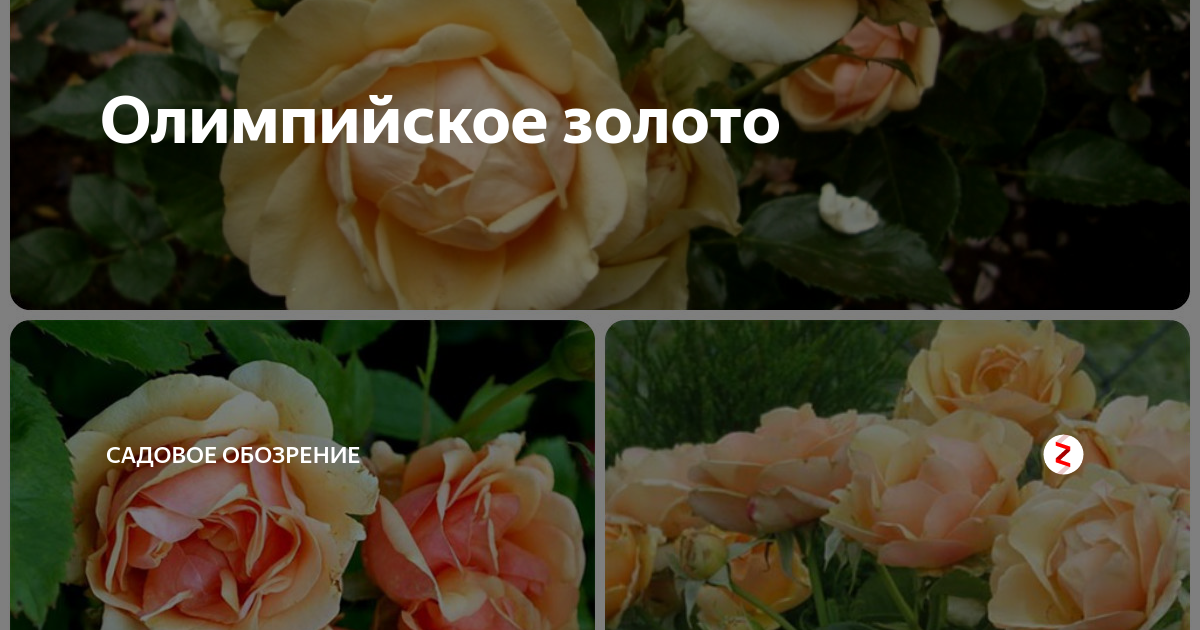 Олимпийское золото | Садовое обозрение | Дзен