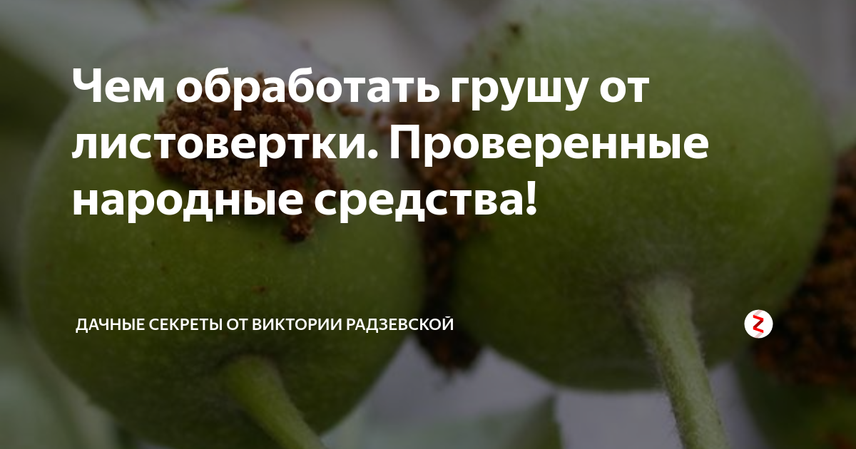Чем обработать грушу от листовертки. Проверенные народные средства ...